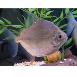 Pez Silver Dollar 5 Cm.
