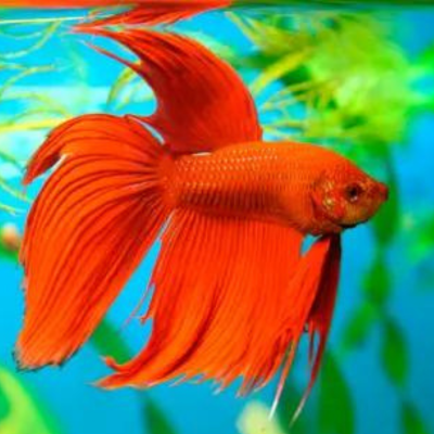 Pez Betta Macho Común Colores Surtidos Grande - Bettas
