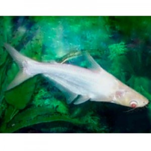 Tiburon Pangasio Albino de 6 Centimetros Pangasianodon Hypophthalmus ...