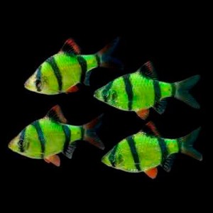 Acuario Pez en Línea